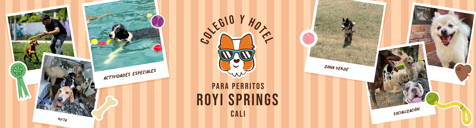 Royi Pets